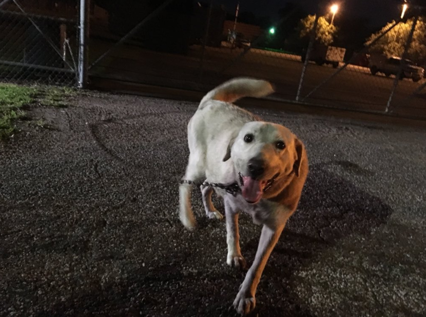 Janelle Brown Lab Rats