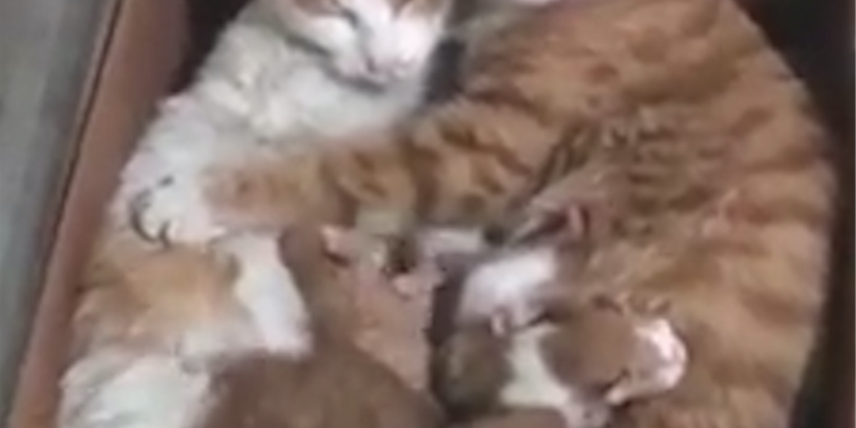 Cat Parents Cuddle Their New Kittens Together - Videos - The Dodo