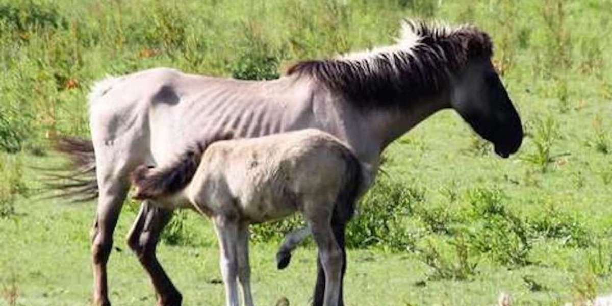 Thousands Of Animals Are Starving At This Dutch Nature Reserve - The Dodo