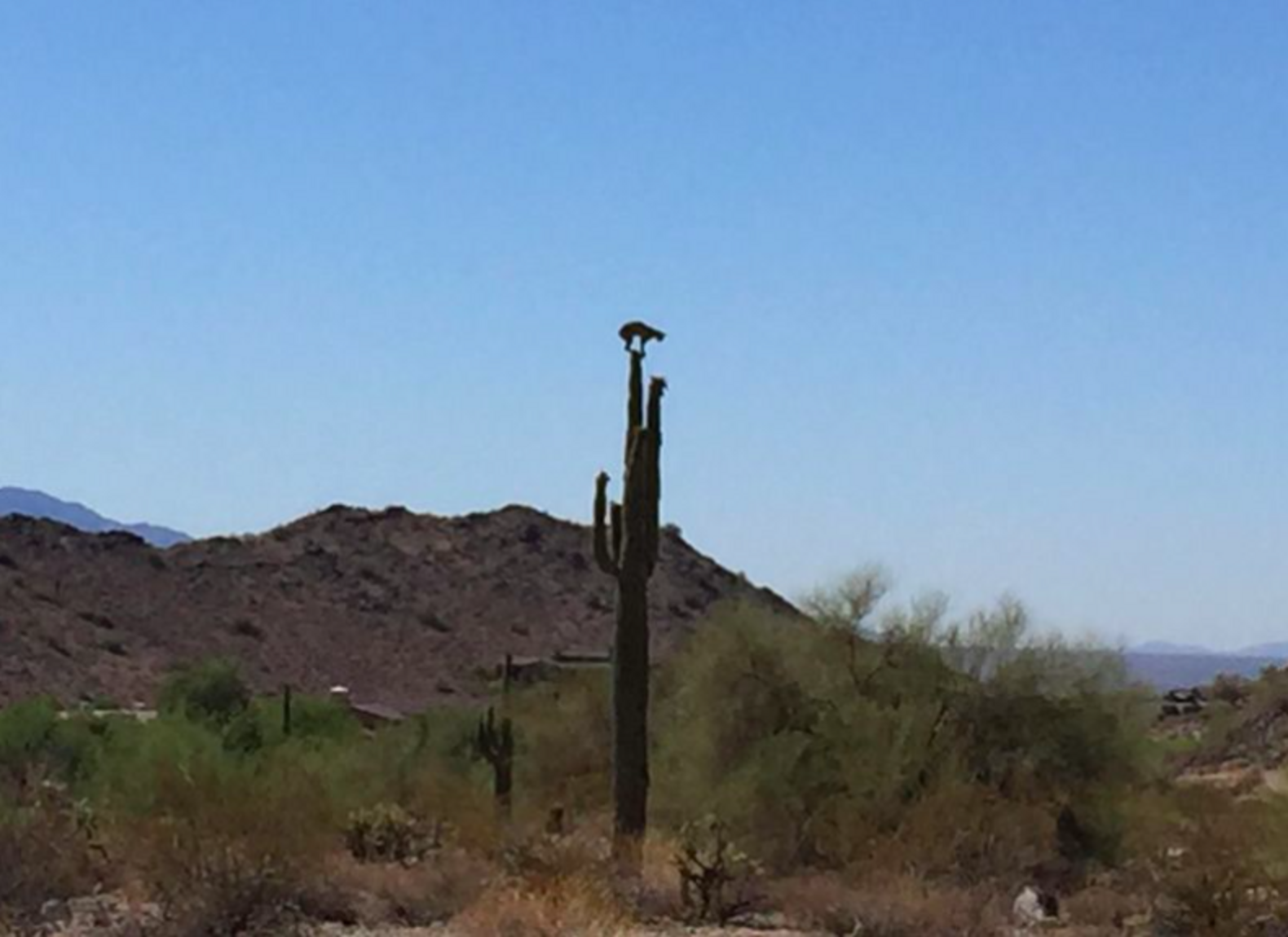 Bobcat Spotted Perched Atop Giant Cactus In Arizona - The Dodo