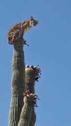 Bobcat Spotted Perched Atop Giant Cactus In Arizona - The Dodo
