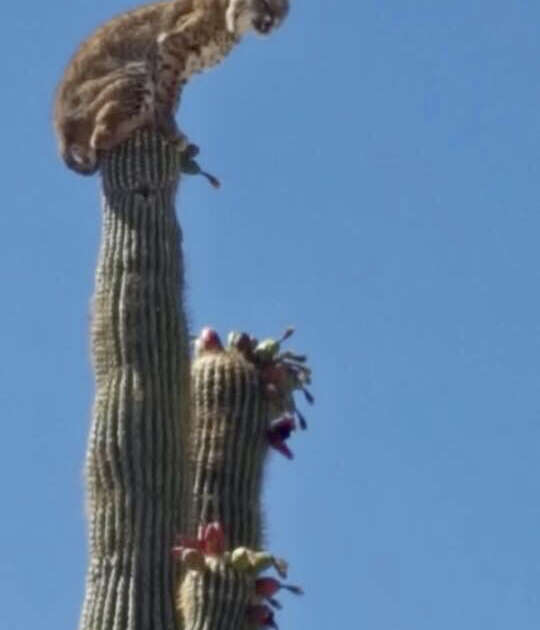 Bobcat Spotted Perched Atop Giant Cactus In Arizona - The Dodo