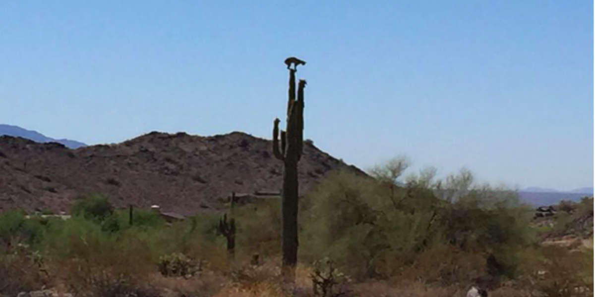 Bobcat Spotted Perched Atop Giant Cactus In Arizona - The Dodo