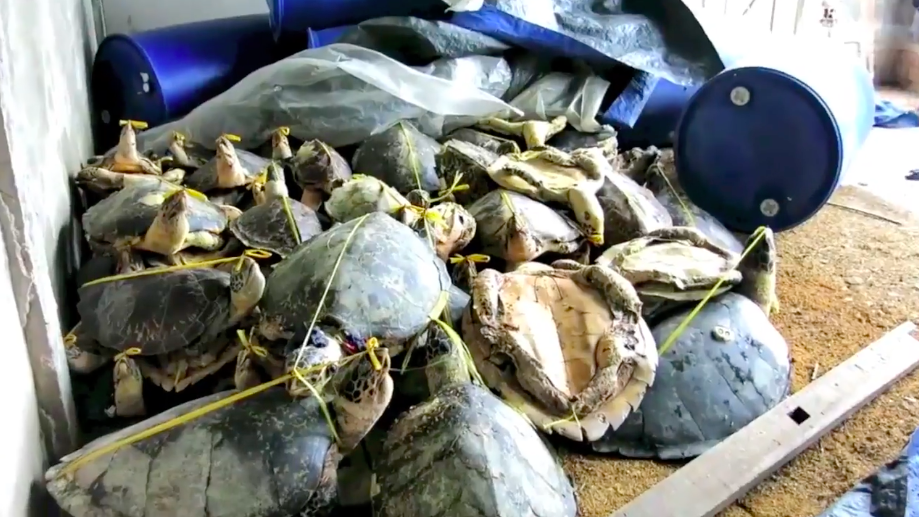 Vietnamese Trafficker Sentenced For Killing 11 Tons Of Endangered Sea ...