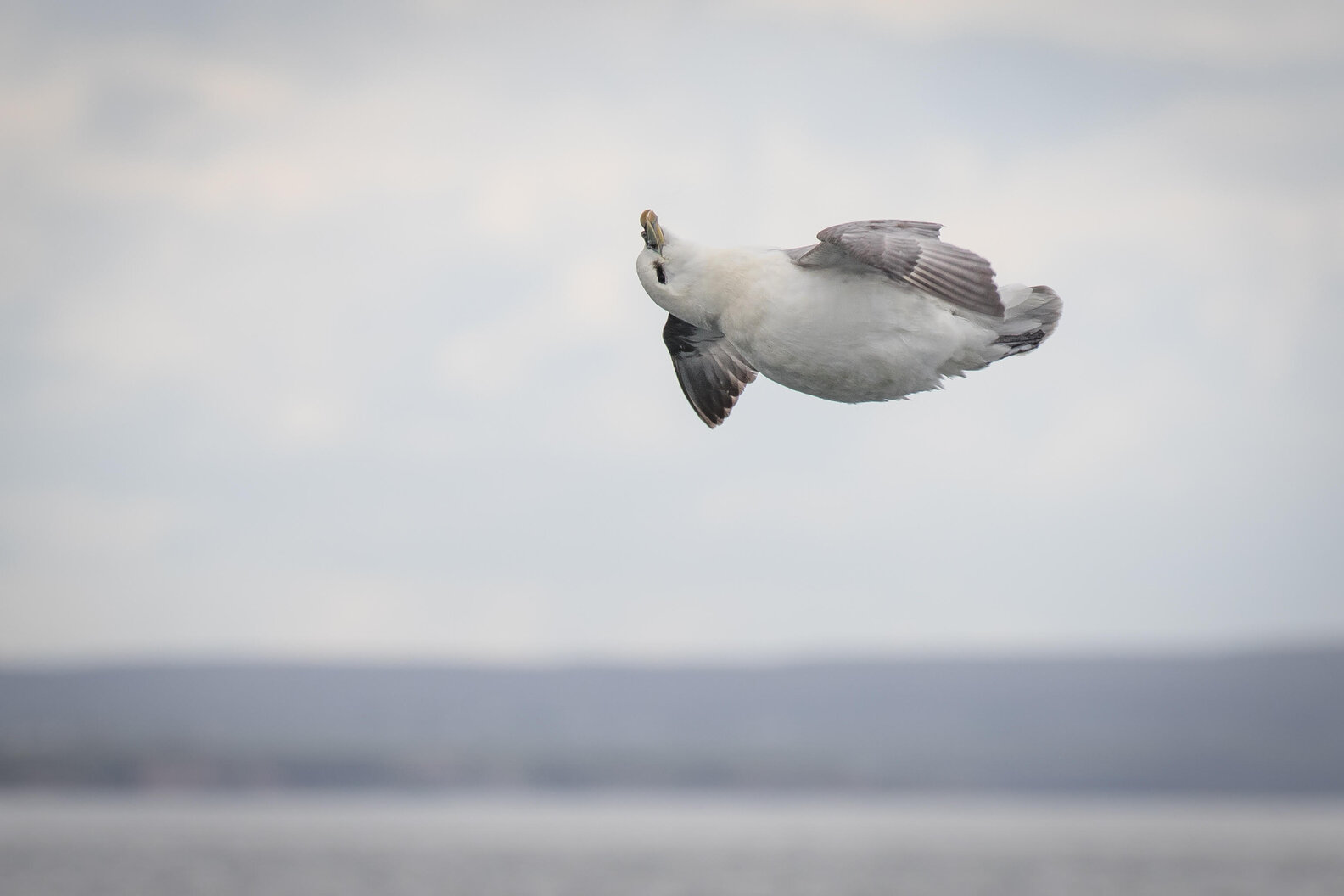 Perfectly-Timed Photo Captures The World's 'Happiest' Sea Bird - The Dodo