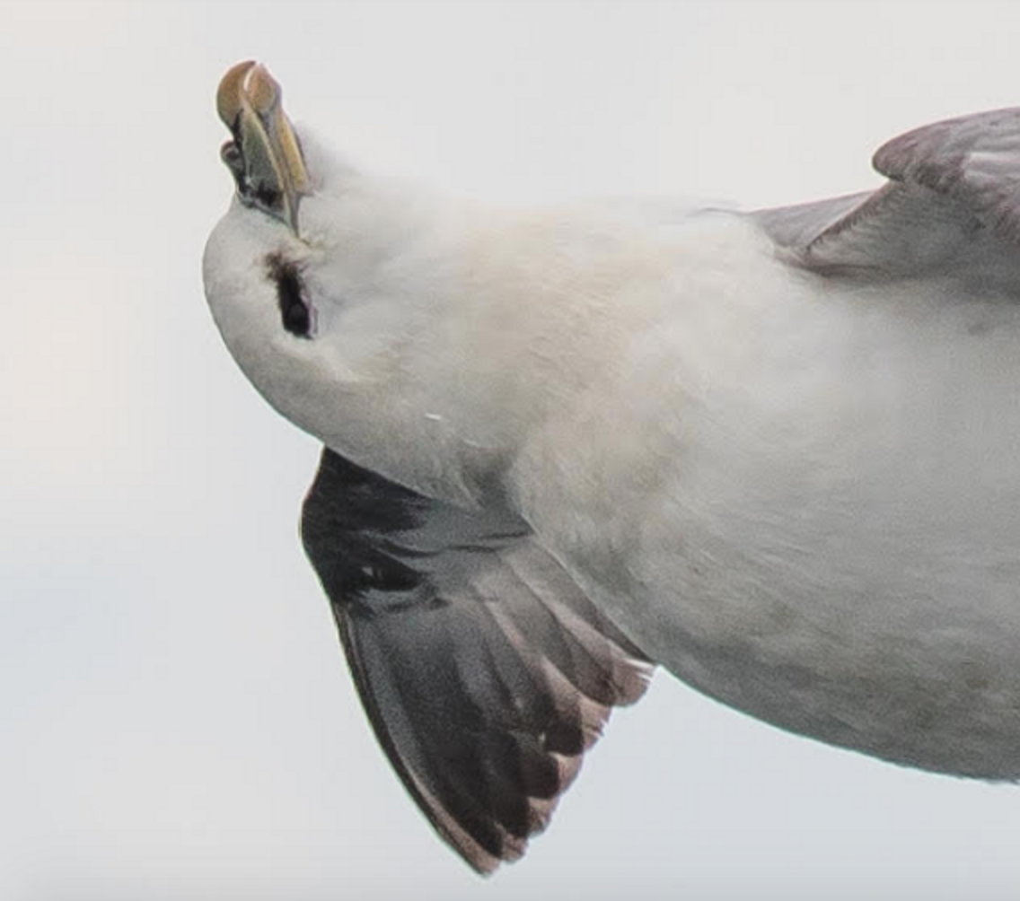 Perfectly-Timed Photo Captures The World's 'Happiest' Sea Bird - The Dodo