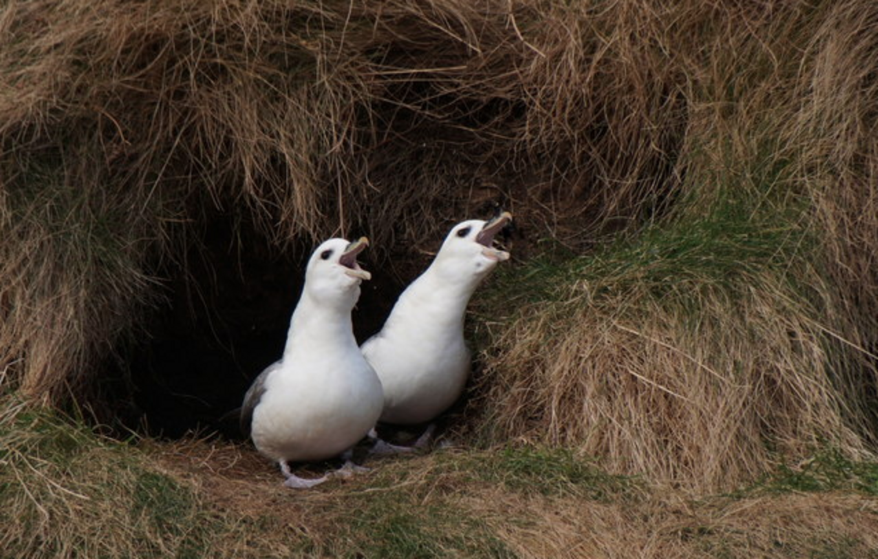 Perfectly-Timed Photo Captures The World's 'Happiest' Sea Bird - The Dodo