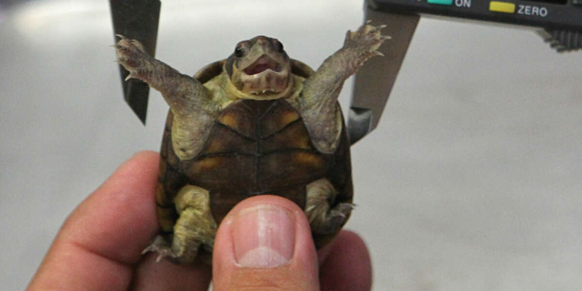 Worlds Smallest Turtle