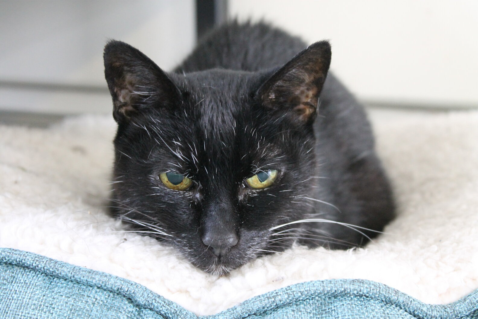 Elderly Blind Cat Who Lost Her Family Needs A Forever Home - The Dodo