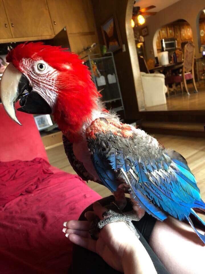 Lonely Pet Parrot Who Lived In A Basement For 15 Years Is Finally Free ...