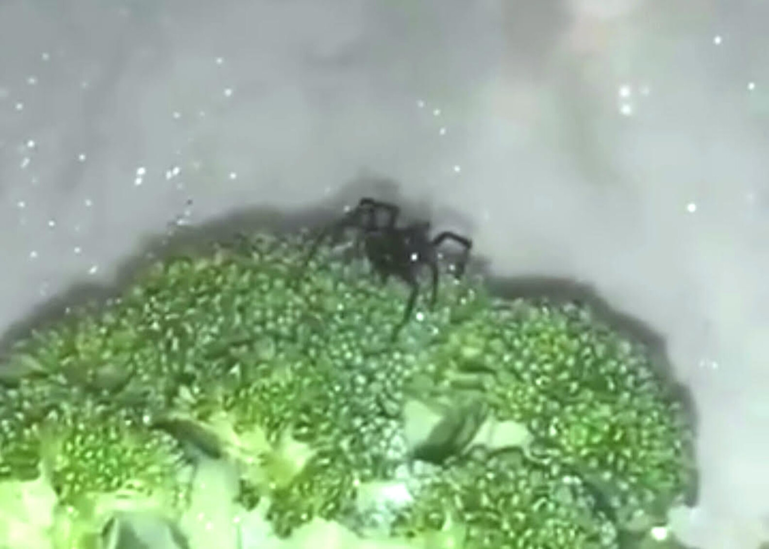 Man Finds Black Widow Spider In His Broccoli — And Saves Her Life - The ...
