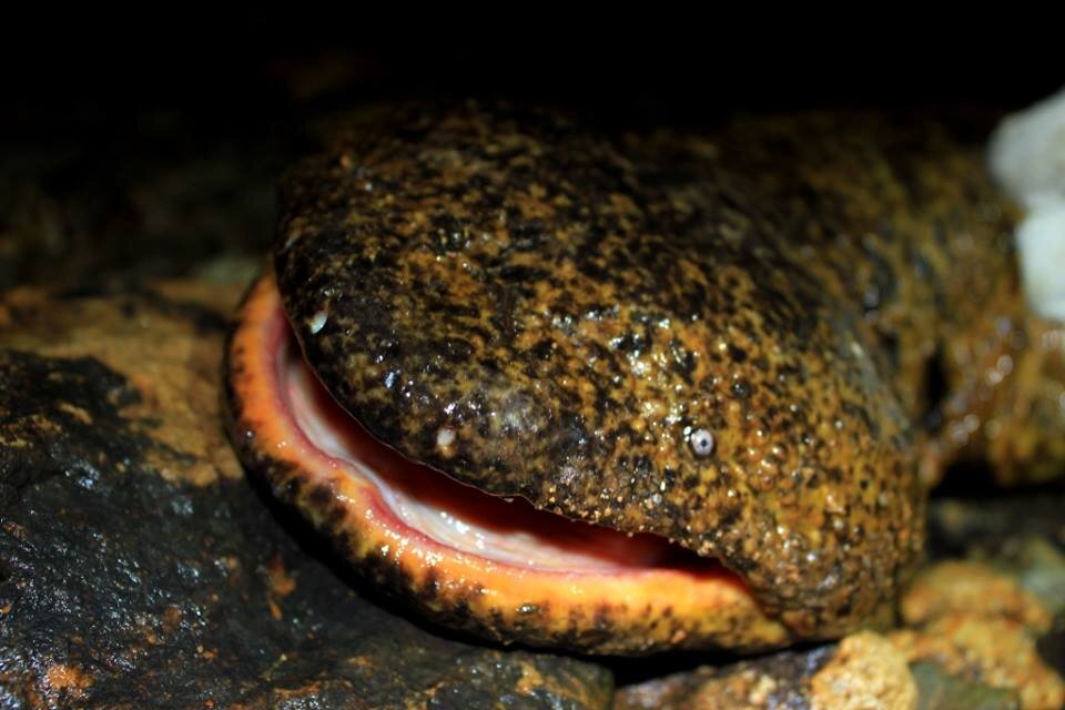 Chinese Giant Salamanders Are Now Critically Endangered - The Dodo