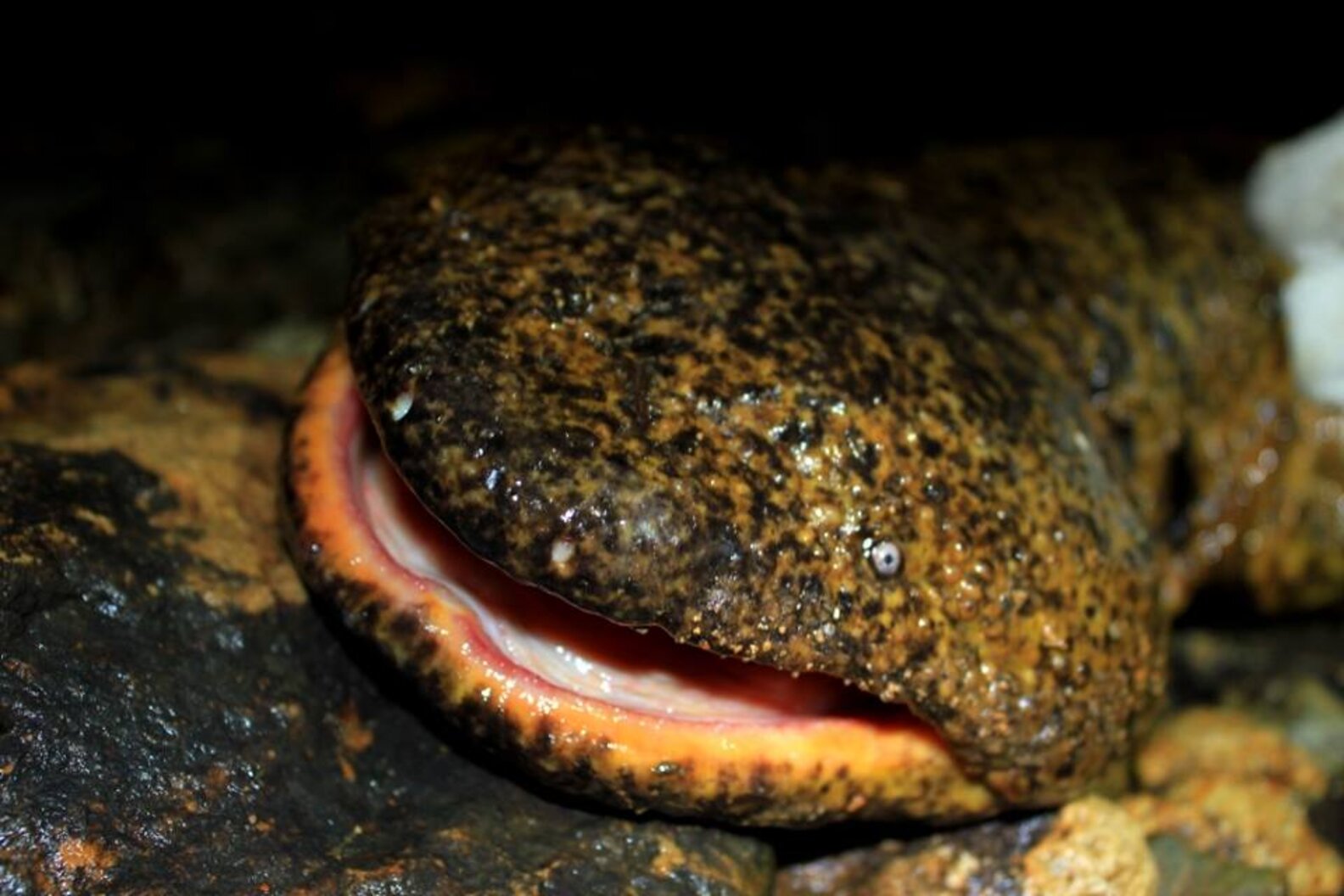 Chinese Giant Salamanders Are Now Critically Endangered - The Dodo