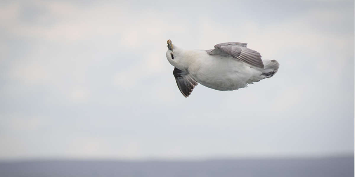 Perfectly-Timed Photo Captures The World's 'Happiest' Sea Bird - The Dodo