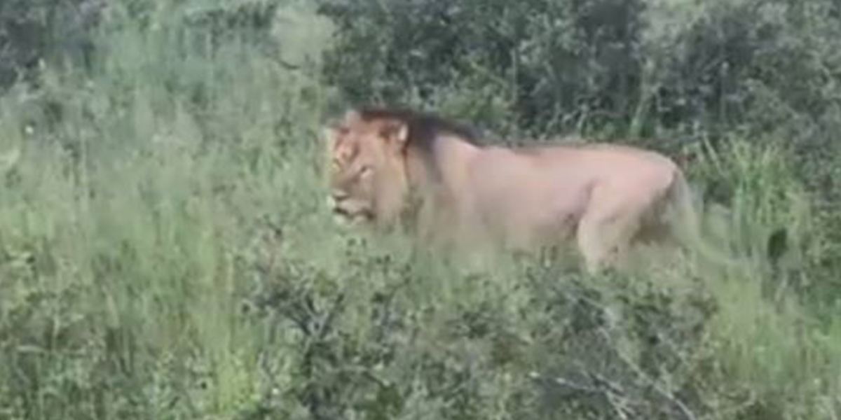 Another Lion Was Just Killed On The Spot Where Cecil The Lion Died ...