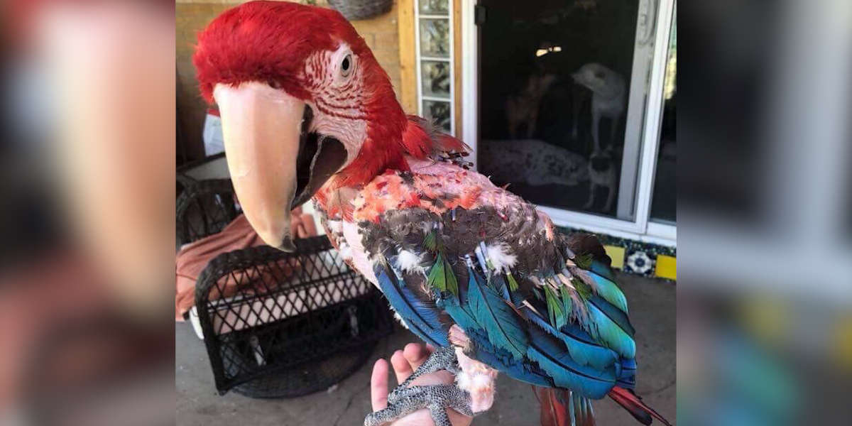 Lonely Pet Parrot Who Lived In A Basement For 15 Years Is Finally Free ...