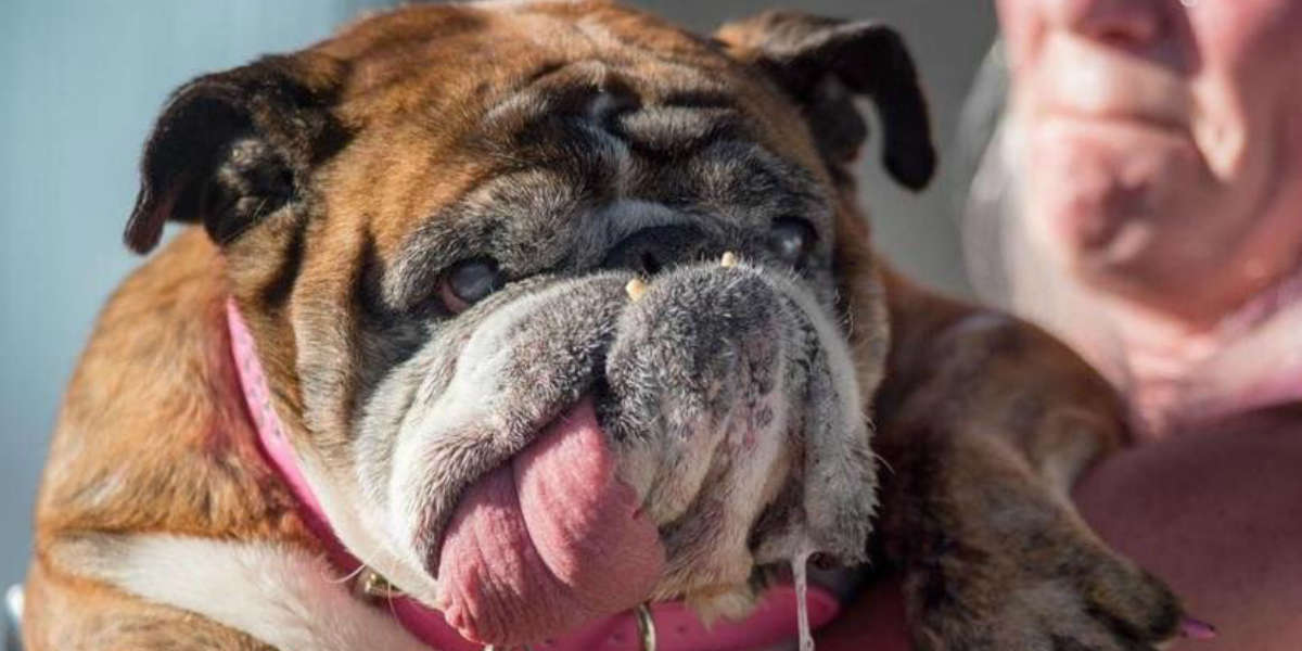 Zsa Zsa The English Bulldog Wins 'World's Ugliest Dog' Contest - The Dodo