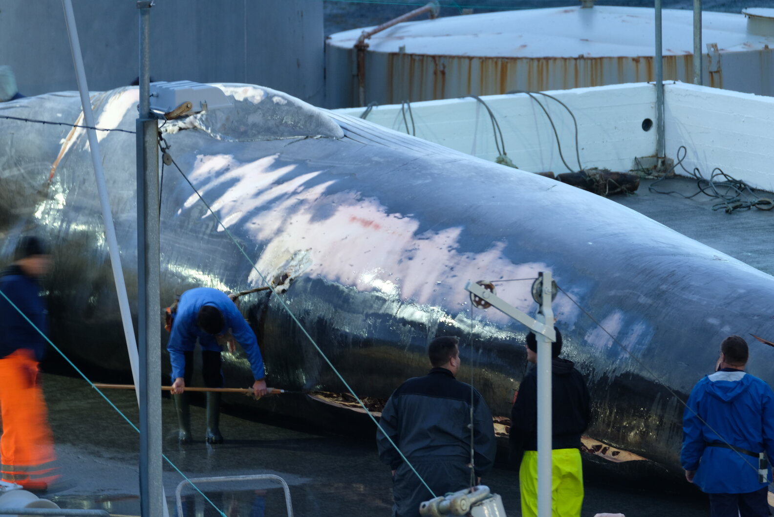 Icelandic Hunters To Kill Over 200 Endangered Fin Whales - The Dodo