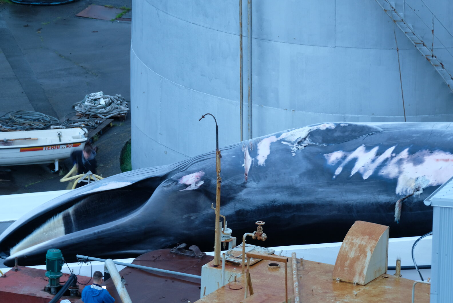 Icelandic Hunters To Kill Over 200 Endangered Fin Whales - The Dodo