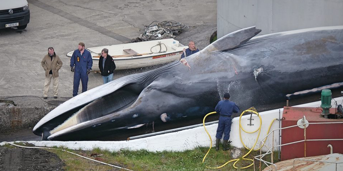 Icelandic Hunters To Kill Over 200 Endangered Fin Whales - The Dodo