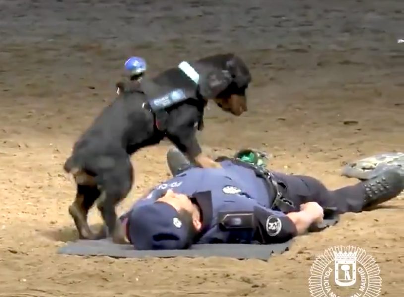 Police Dog Performes CPR in Mock Demonstration Video - Thrillist