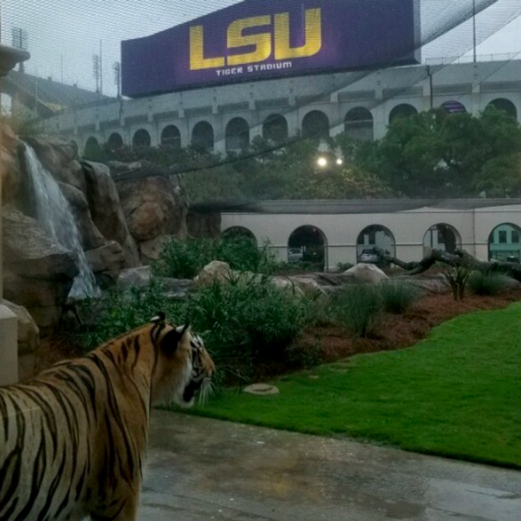 LSU’s Tiger Mascot Taunted By Campus Visitors - The Dodo
