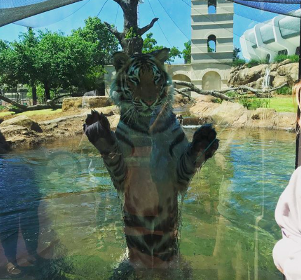 LSU’s Tiger Mascot Taunted By Campus Visitors - The Dodo