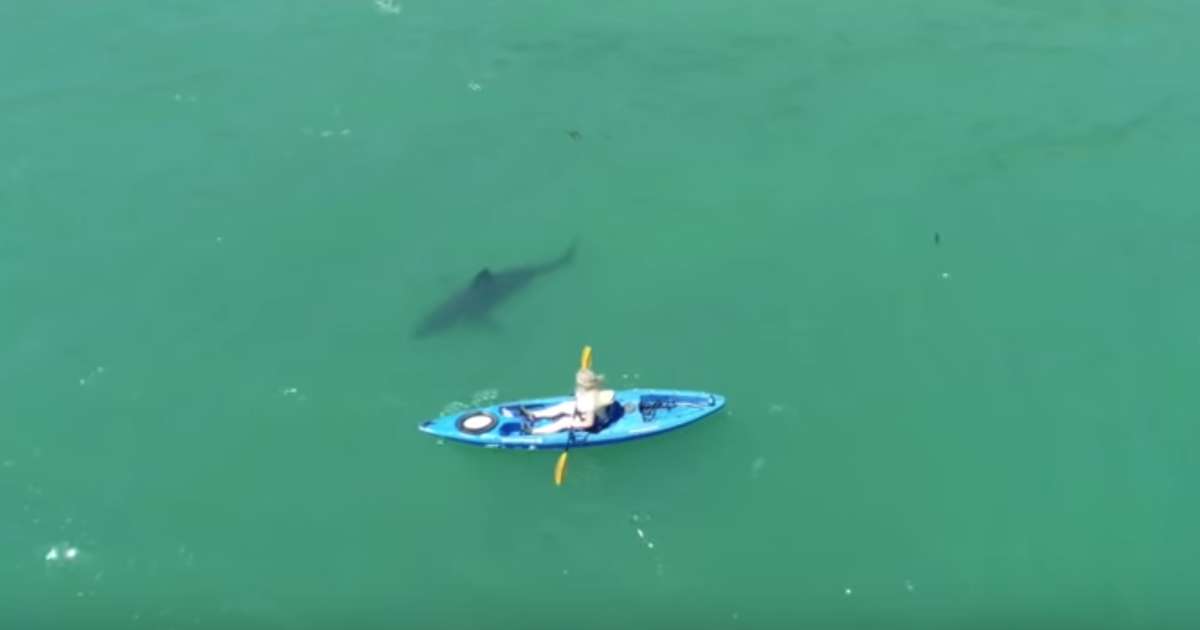 Shark Video: CA Woman in Kayak Keeps Calm as Sharks Swim Below Her ...