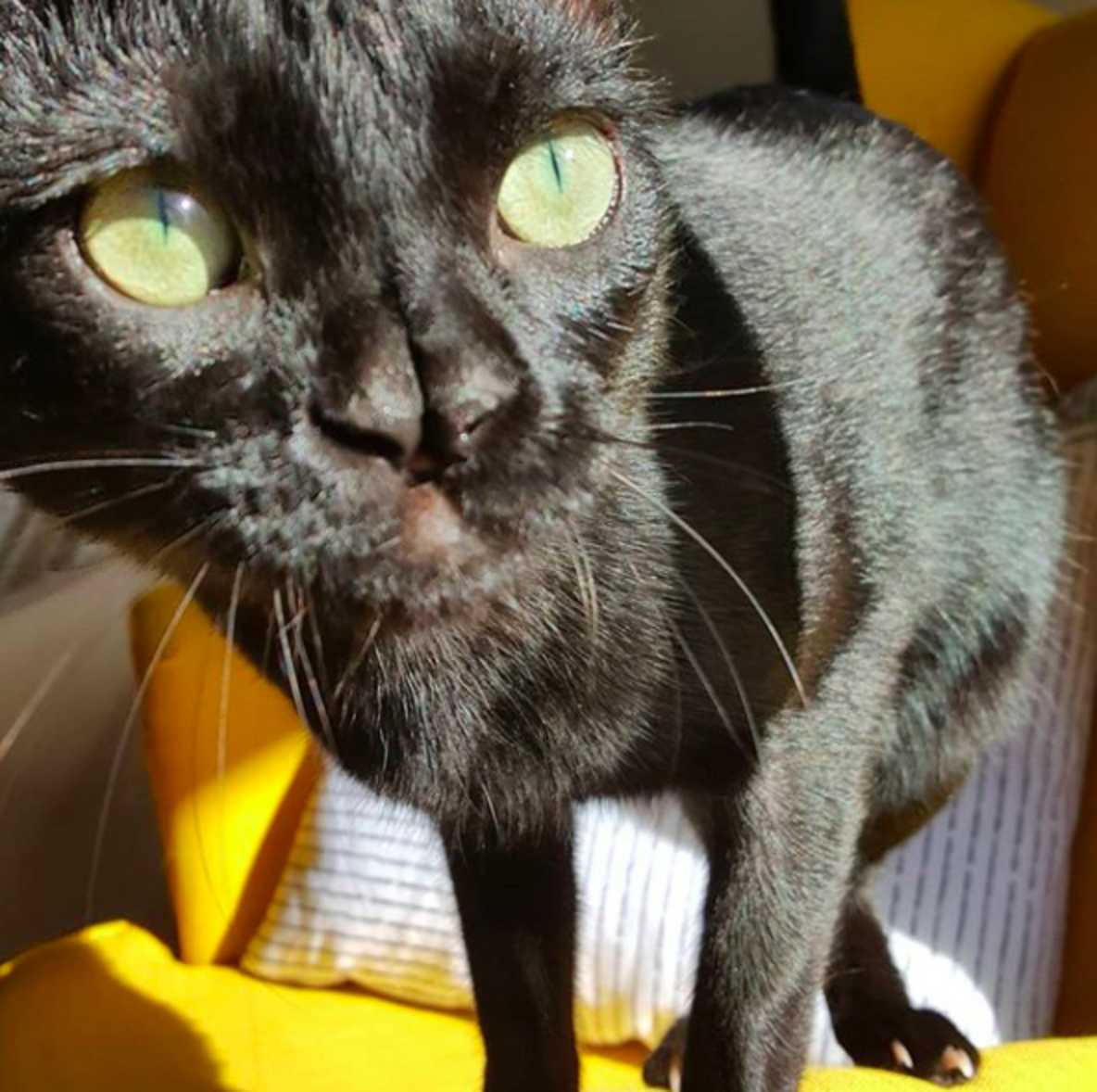 Rescue Cat Looks Like He Has Two Noses - The Dodo
