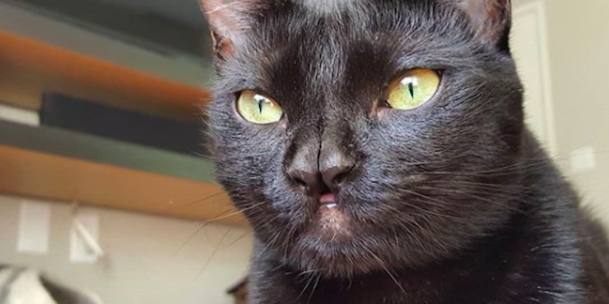 Rescue Cat Looks Like He Has Two Noses - The Dodo