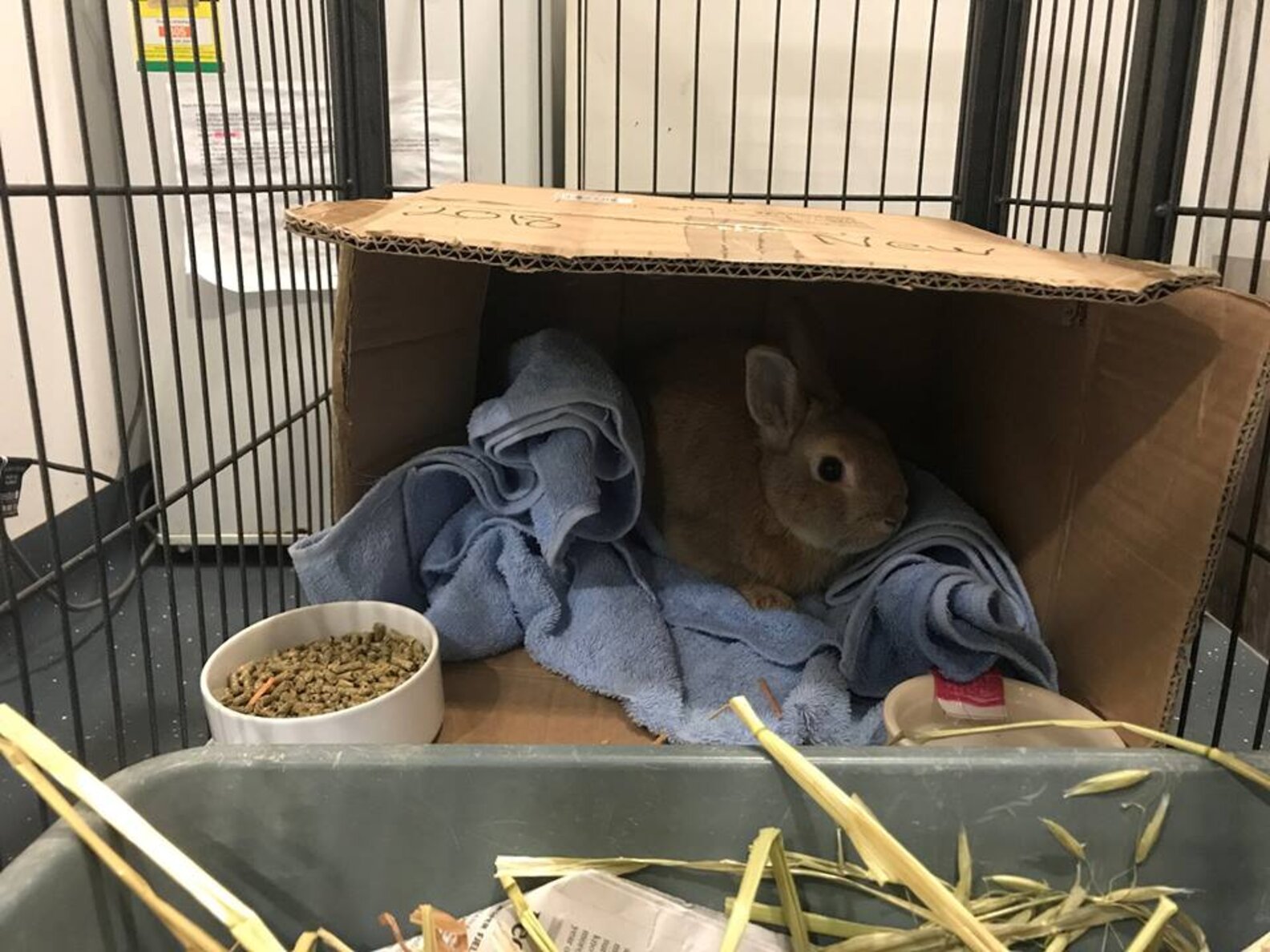 Abandoned Rabbit Triggers A Bomb Scare In Australian Airport - The Dodo