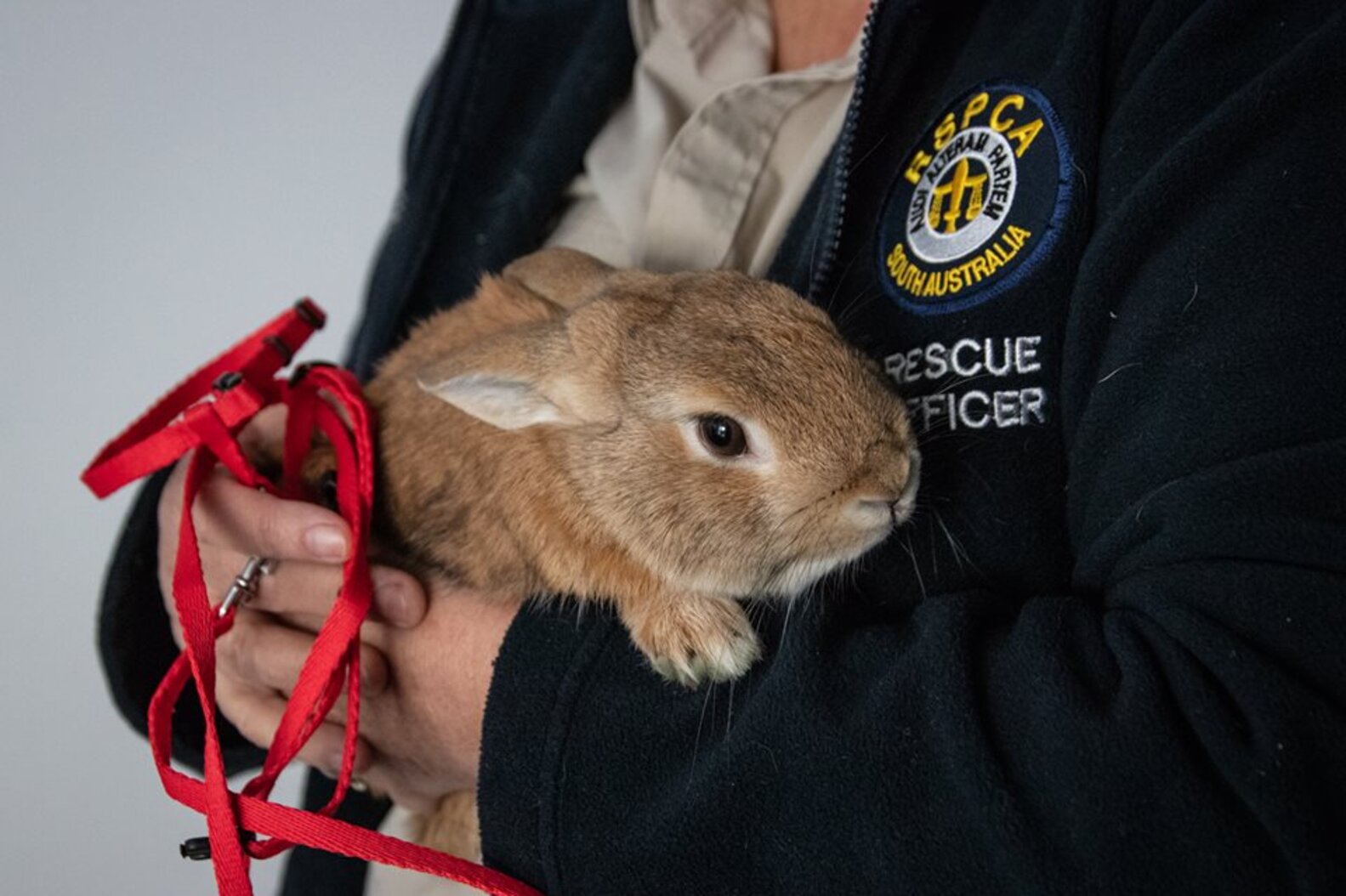 Abandoned Rabbit Triggers A Bomb Scare In Australian Airport - The Dodo