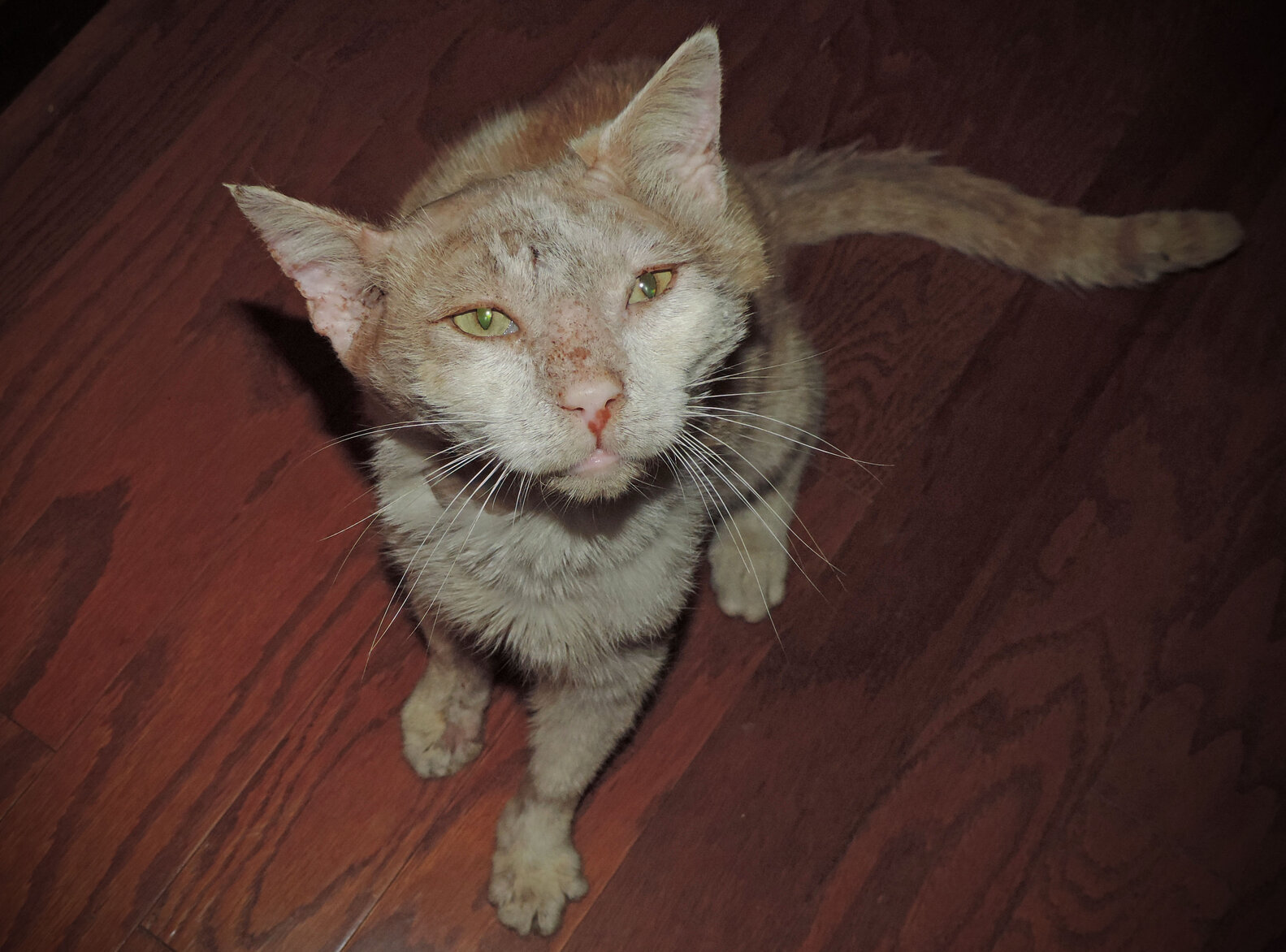 Injured Cat Looked So Odd That People Didn’t Know What He Was - The Dodo