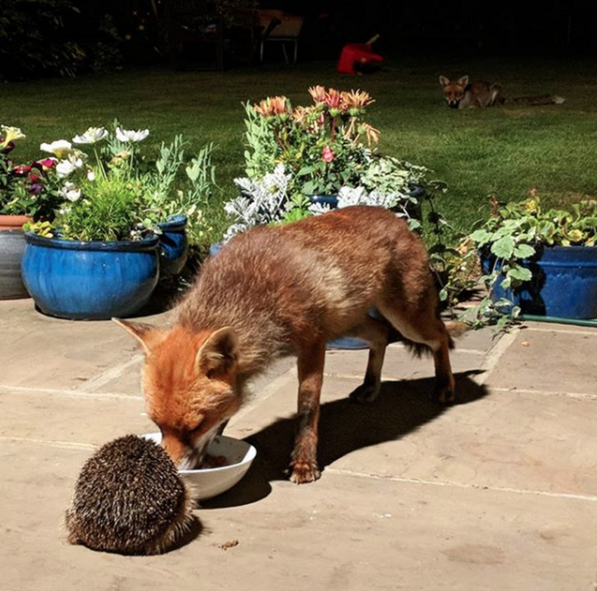 Fox And Hedgehog Meet Up Every Night To Have Dinner Together - The Dodo