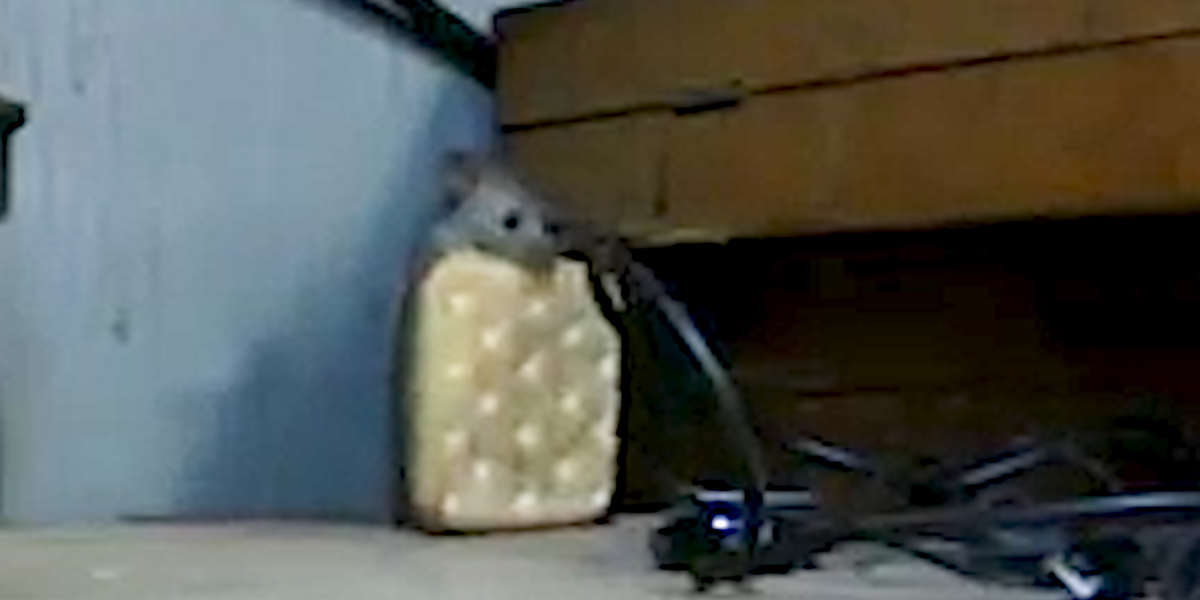 This Mouse Is Determined To Steal A Cracker - Videos - The Dodo