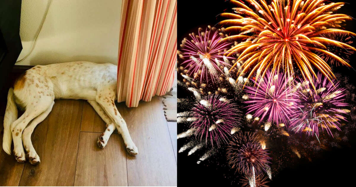 Can I Take My Dog To Watch Fireworks