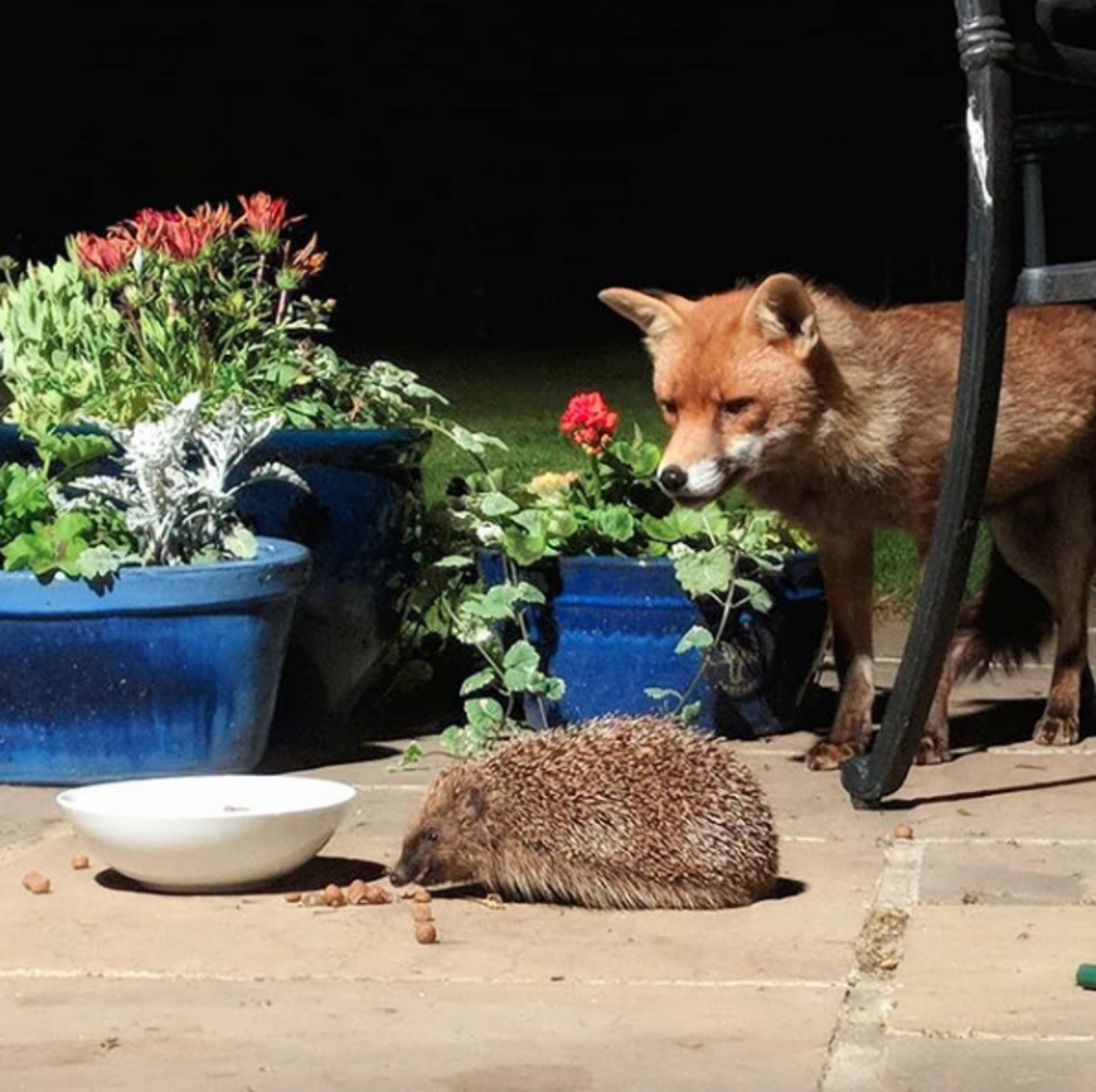 Fox And Hedgehog Meet Up Every Night To Have Dinner Together - The Dodo