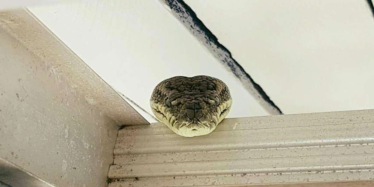 Australian Man Finds 6-Foot Python Inside His Garage - The Dodo