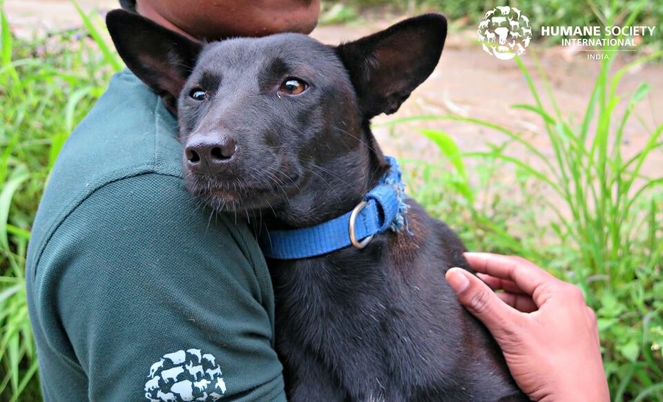 Rescuers Find A Truck Full Of Dogs About To Be Sold For Meat - The Dodo