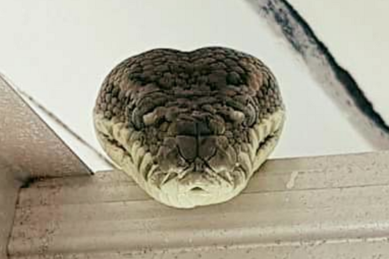 Australian Man Finds 6-Foot Python Inside His Garage - The Dodo