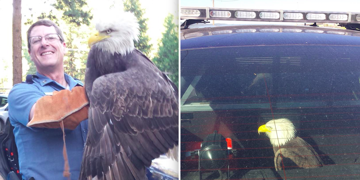 Cop Saves Injured Bald Eagle And Gives Her A Ride To Safety - The Dodo