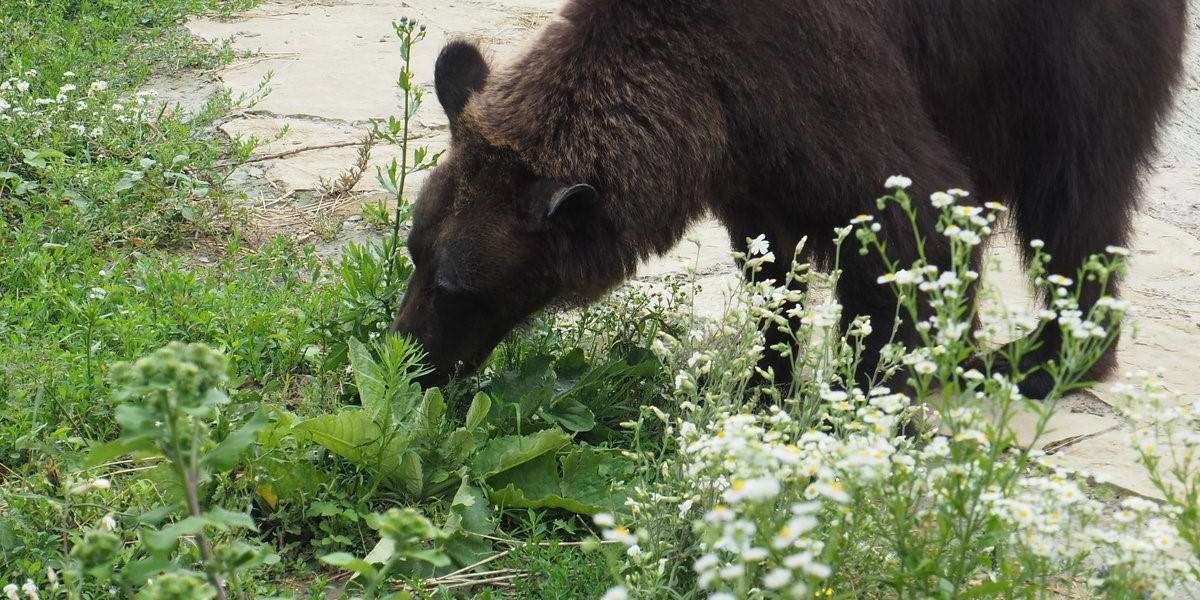 Ukraine Bear Saved From Cruel 'Bear Baiting' After 10 Years In Cage ...
