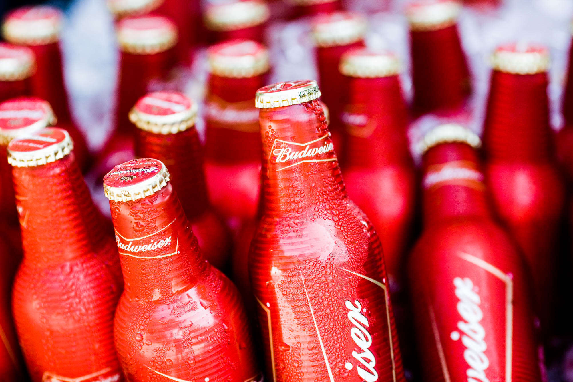 What Does Red Dog Beer Taste Like