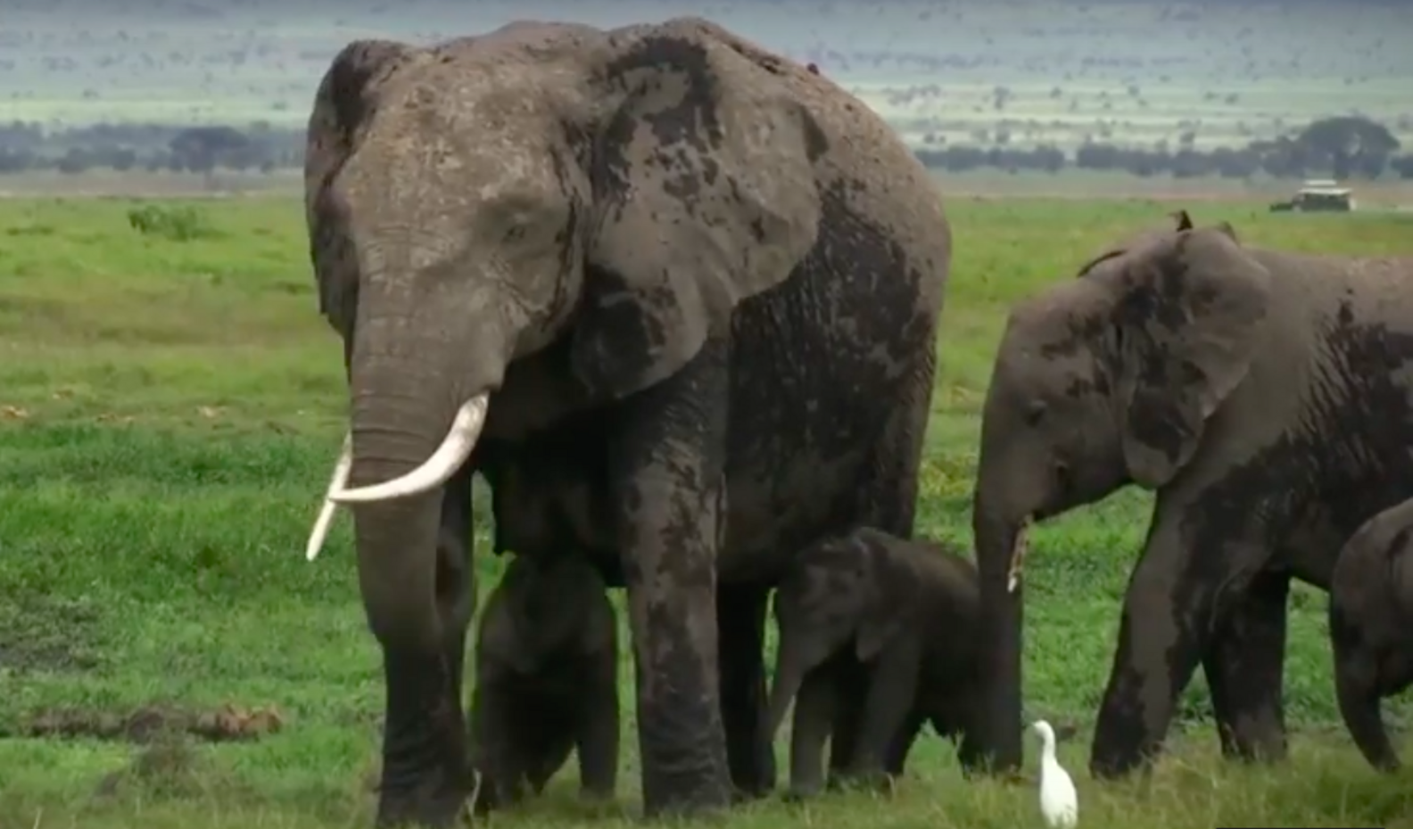 Rare Twin Elephant Calves Delight Conservationists In Kenya - The Dodo