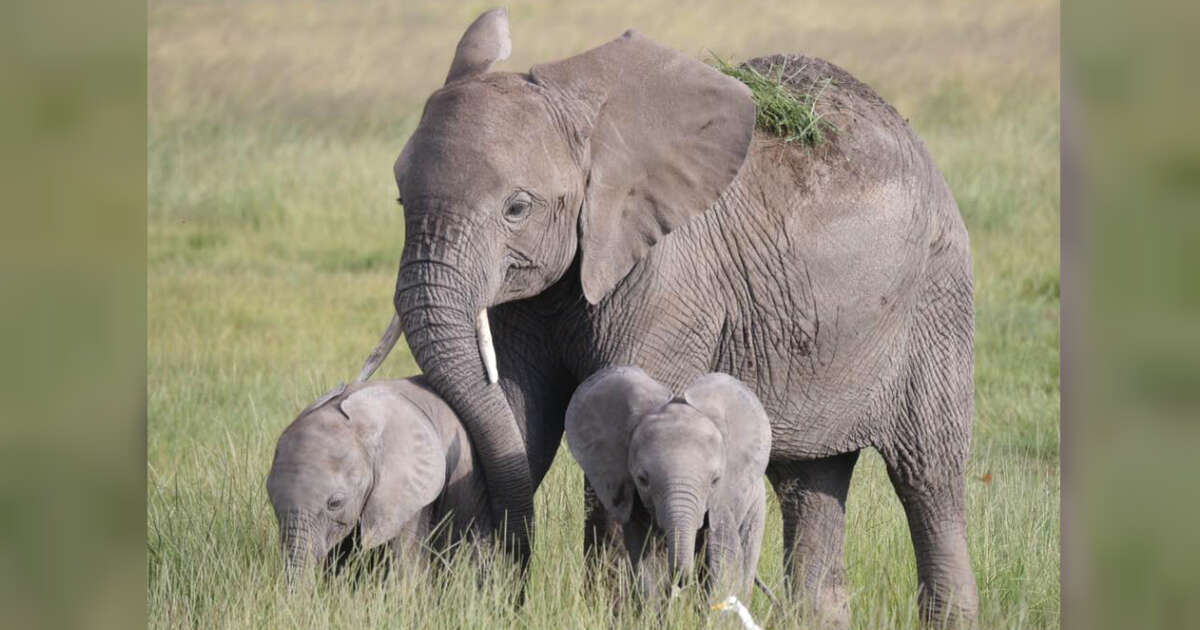 Togetherness: The Story of Paru and Her Rare Twin Elephants – New and Tips