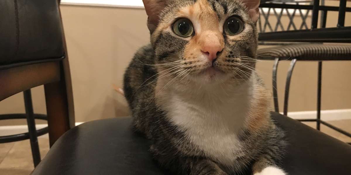 Cat Returns Home To Find A New Family Living In Her House - The Dodo