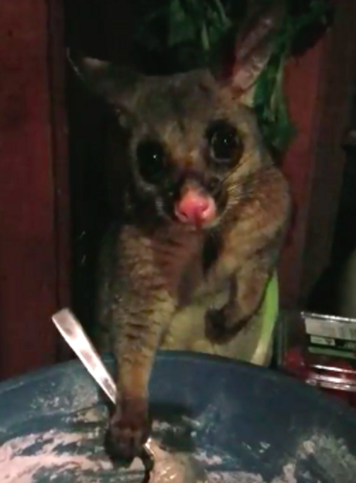 Possum Sneaks Into Kitchen To Eat Pasta Dough With A Spoon - The Dodo