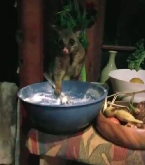 Possum Sneaks Into Kitchen To Eat Pasta Dough With A Spoon - The Dodo