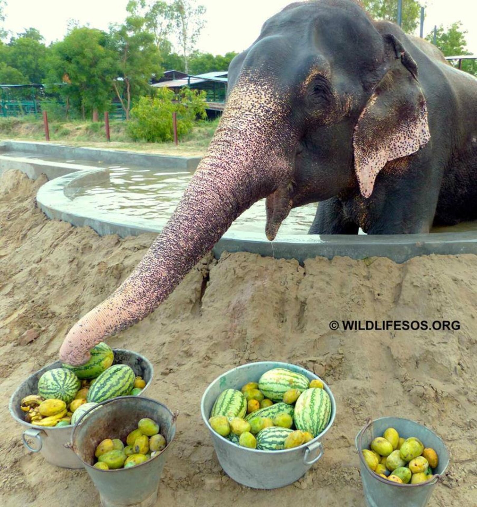 Elephant Who Lived In Chains For 50 Years Gets Best Surprise Party ...