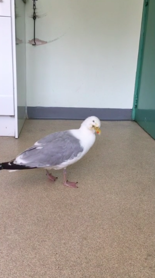 Drunk Seagulls Rescued By RSPCA After Showing Up On UK Beaches - The Dodo
